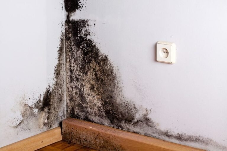 Expert procedure for Mold Remediation - Water & Mold Restoration ...